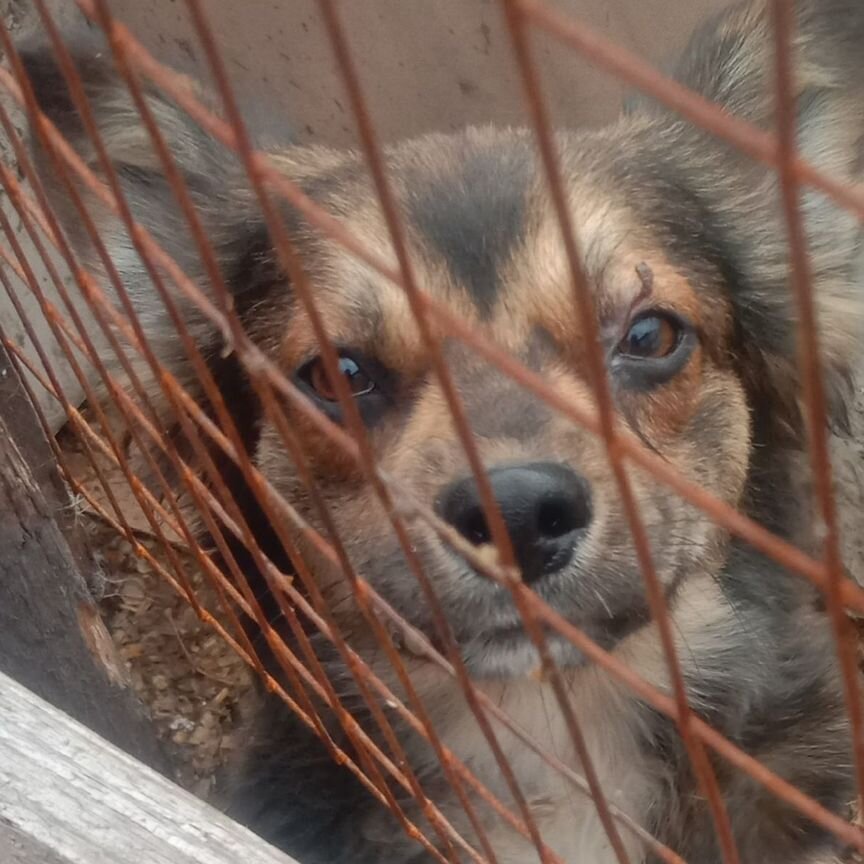 Болоньез, щенок