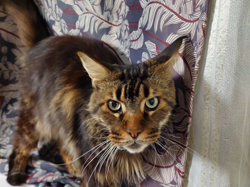 Отдам мейн-кун бесплатно