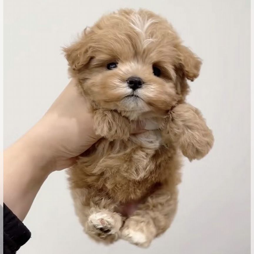 Мальтипу, щенок