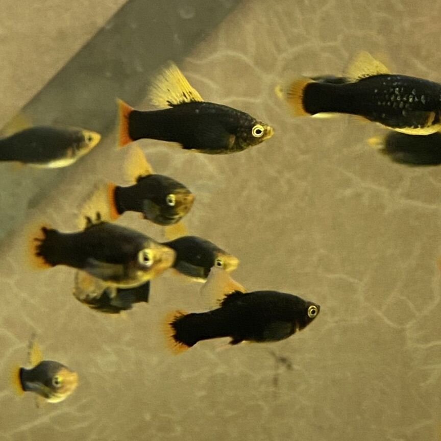 Пецилия гавайская