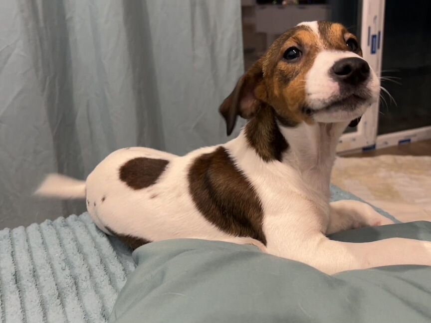 Щенок джек рассела