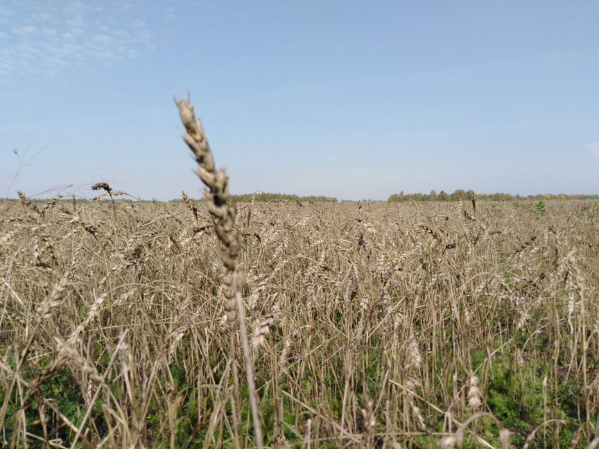 Пшеница фуражная