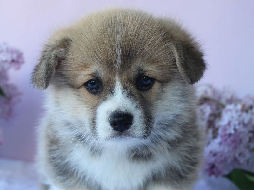 Малыш Вельш Корги Пемброк