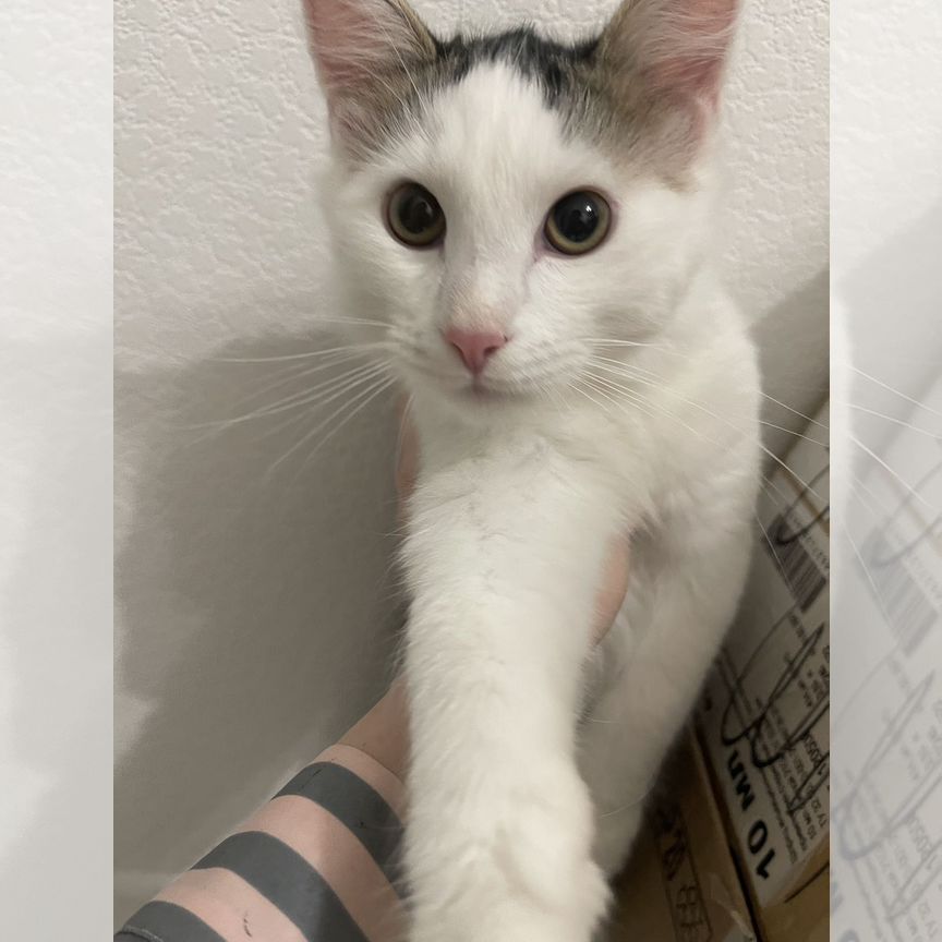 Котёнок в добрые руки