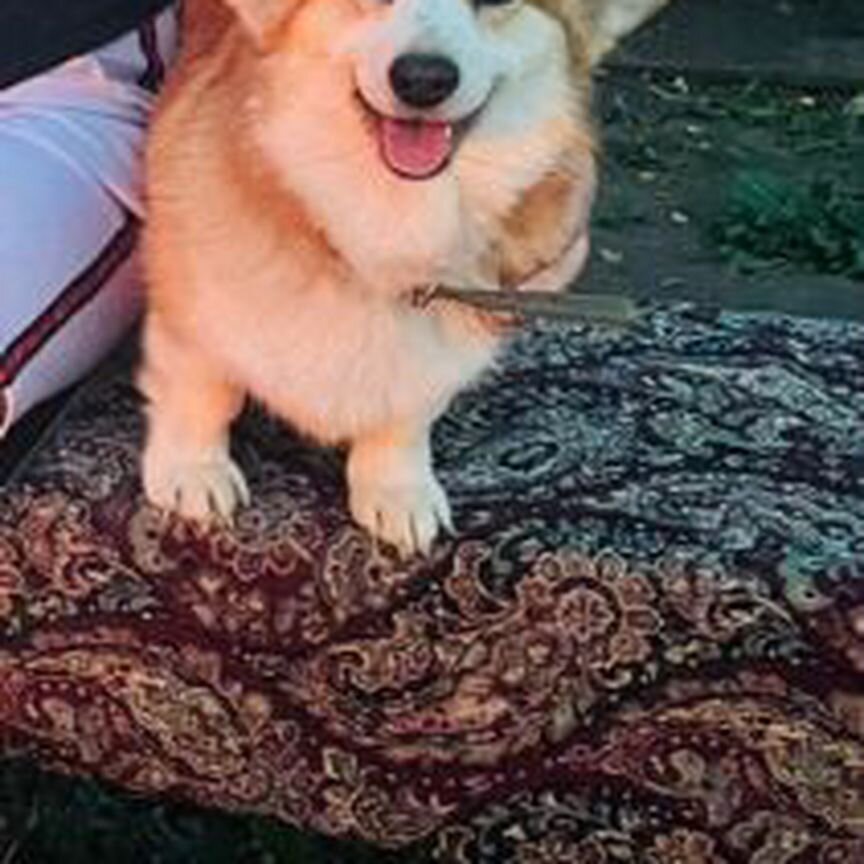 Корги девочка