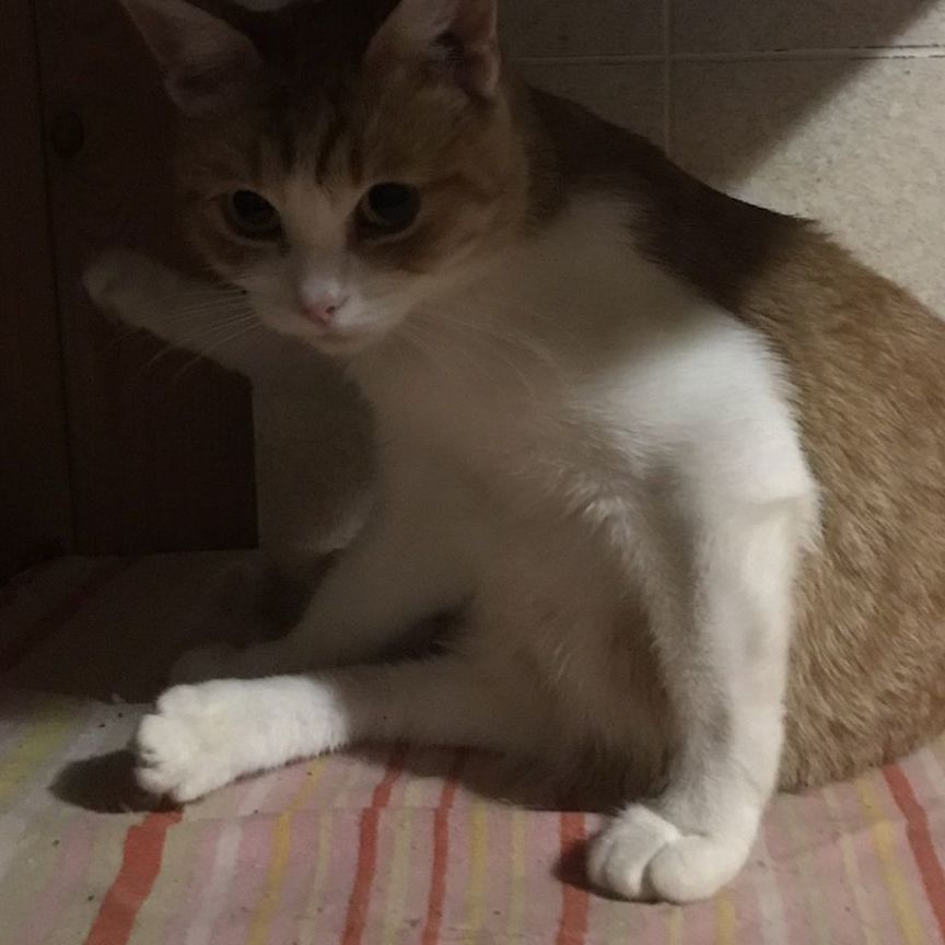 Взрослая кошка в добрые руки