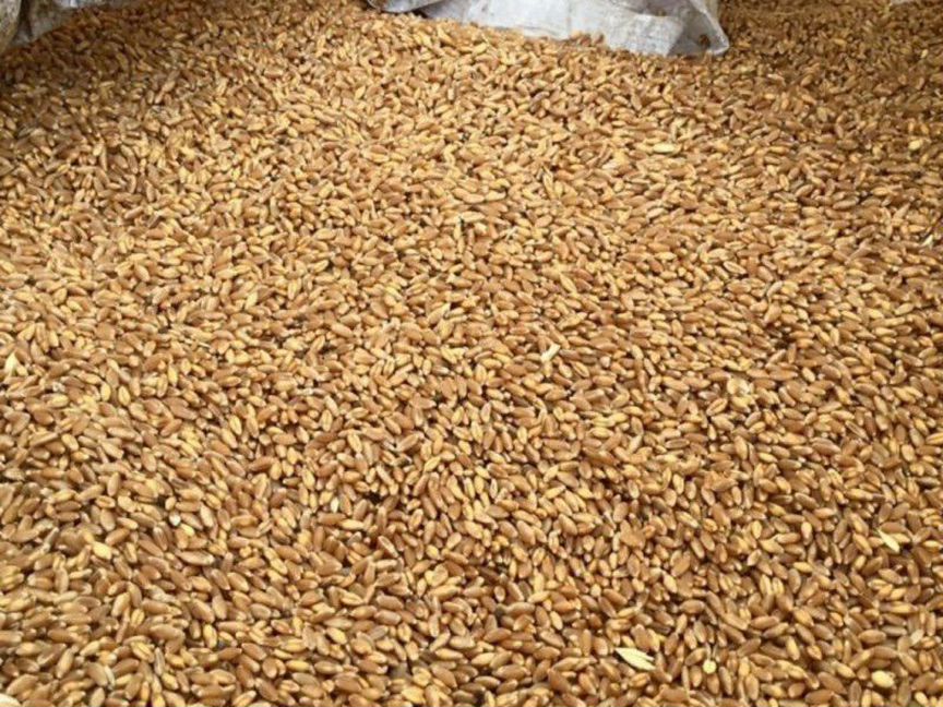 Зерно фуражное
