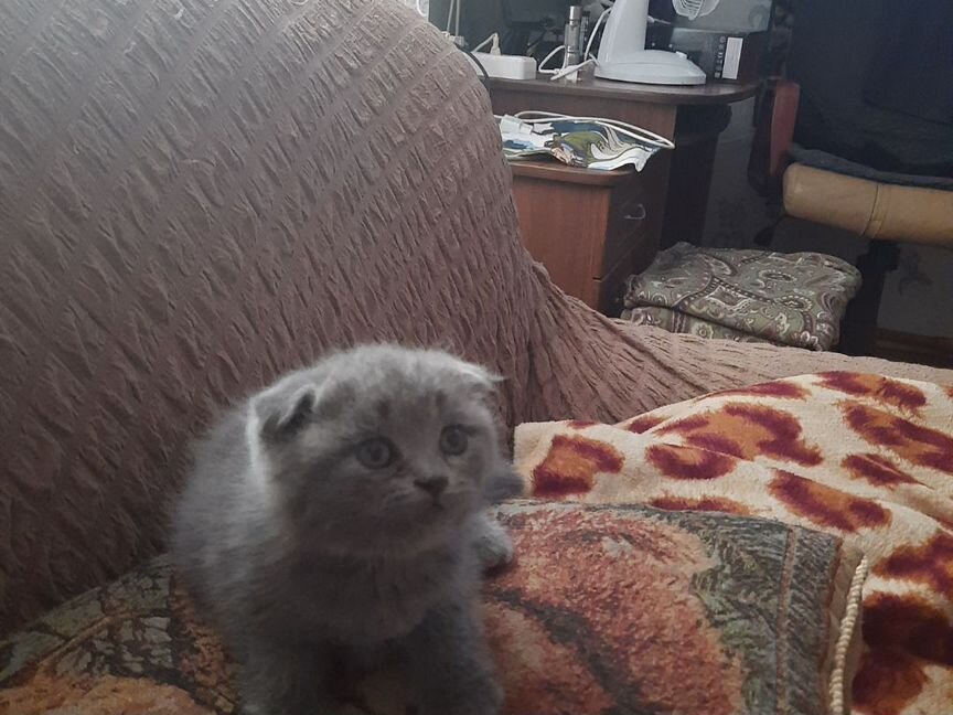 Шотландская вислоухая кошка