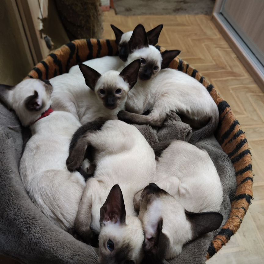 Ориентальные котята