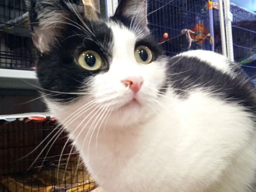 Янта в добрые руки