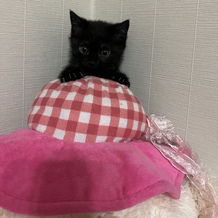 Котята бесплатно