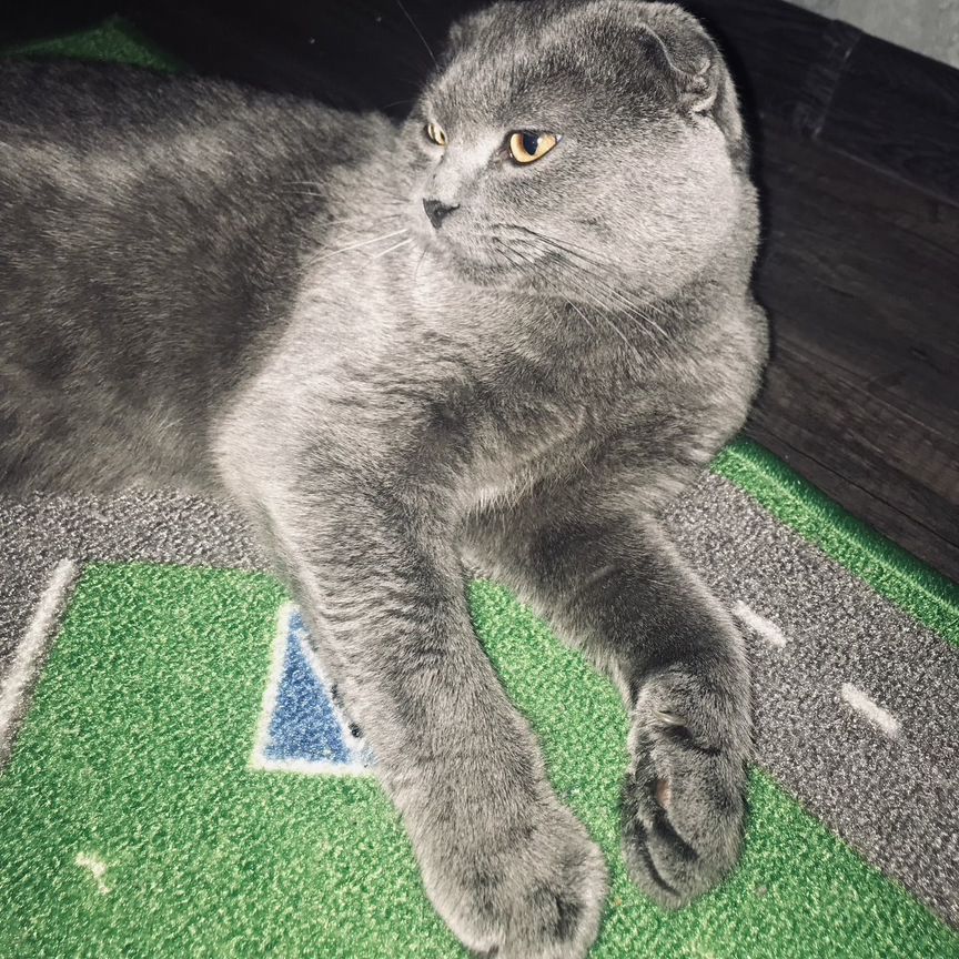Шотландский вислоухий кот