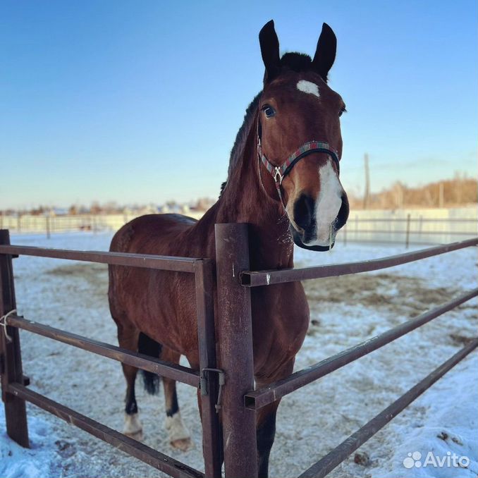 Лошадь хобби класс