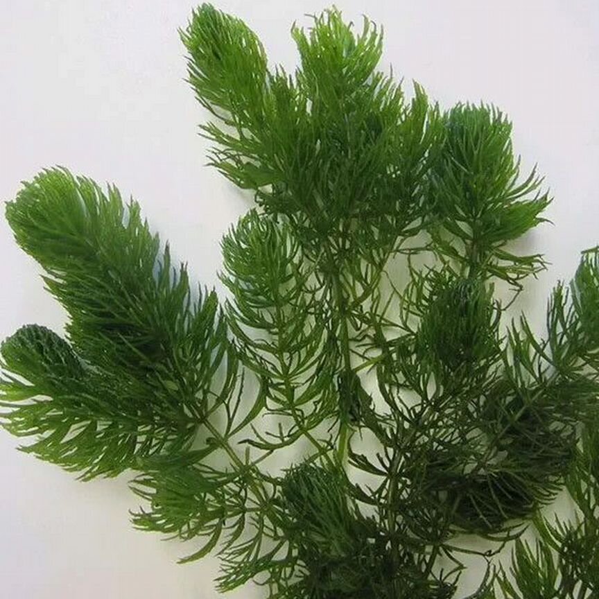 Роголистник, мох рождественский