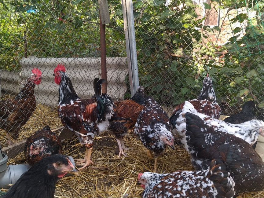 Петушки Ливенск. и Кохи(чёрные, голубые)