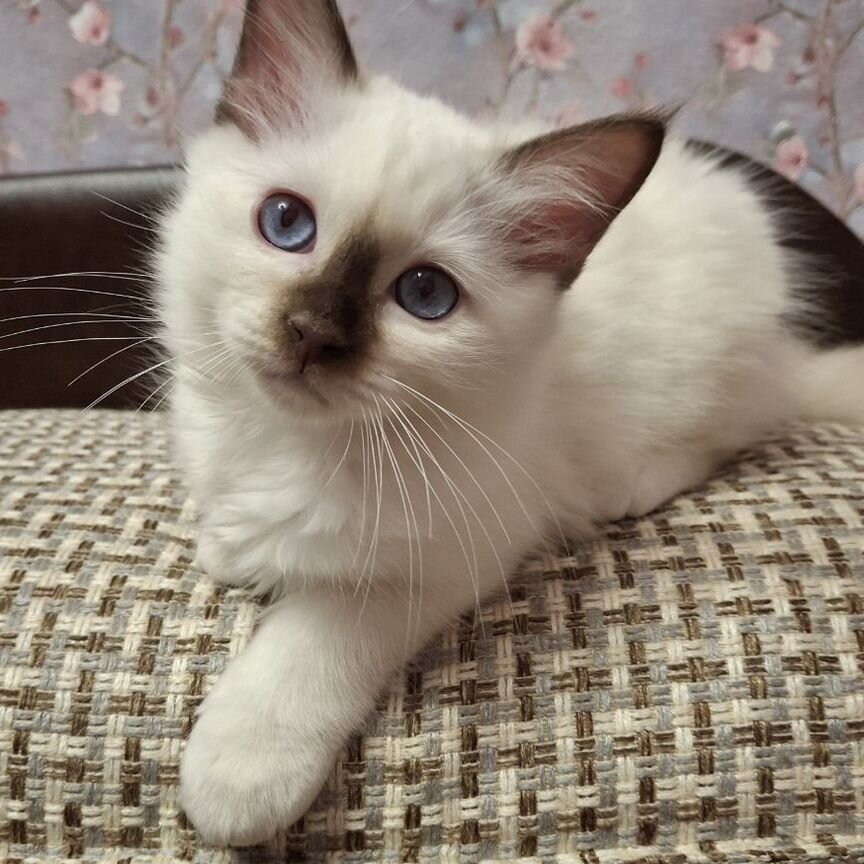 Котята священная бирма