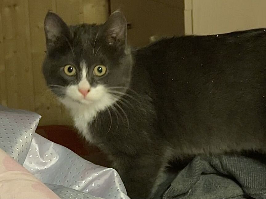 Котята ищут дом