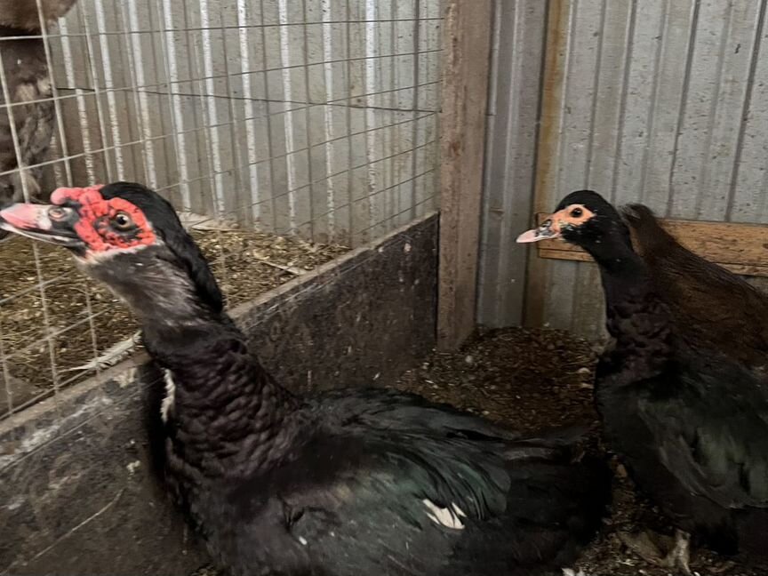 Куры, индоутки