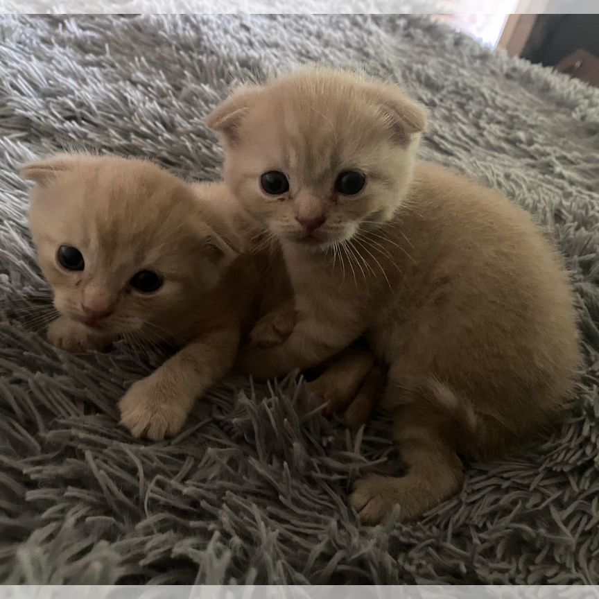 Шотландская вислоухая кошка