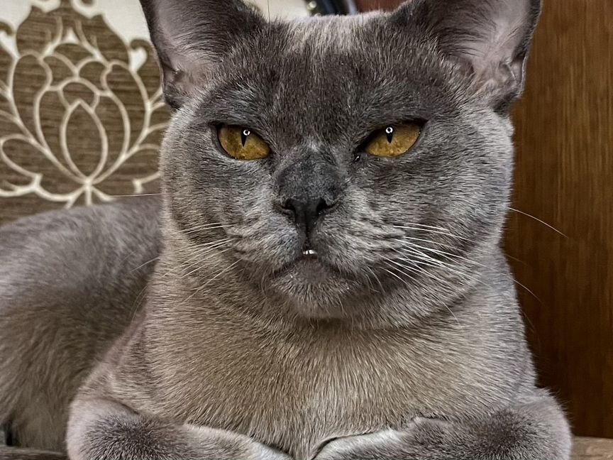 Бурманский Котик
