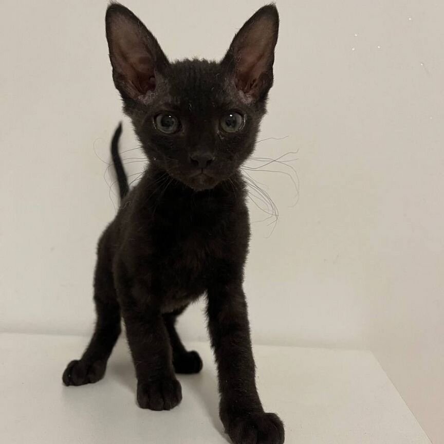 Черный котенок