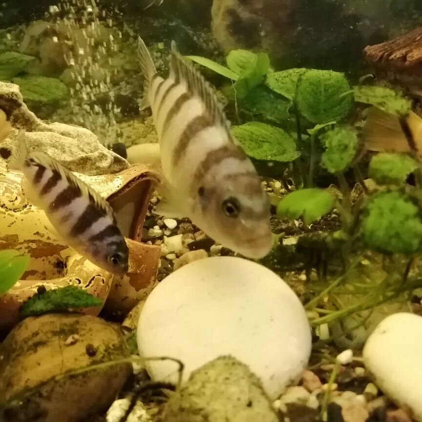 Аквариумные рыбки