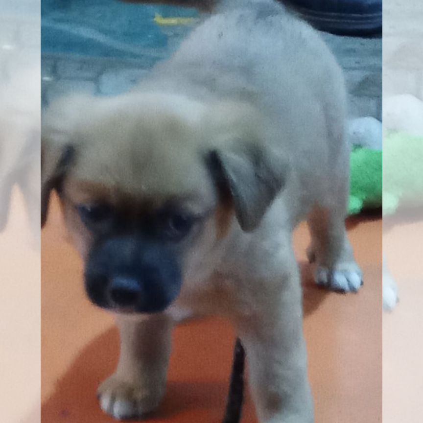 Отдают щенка мальчик ест хорошо самостоятельно