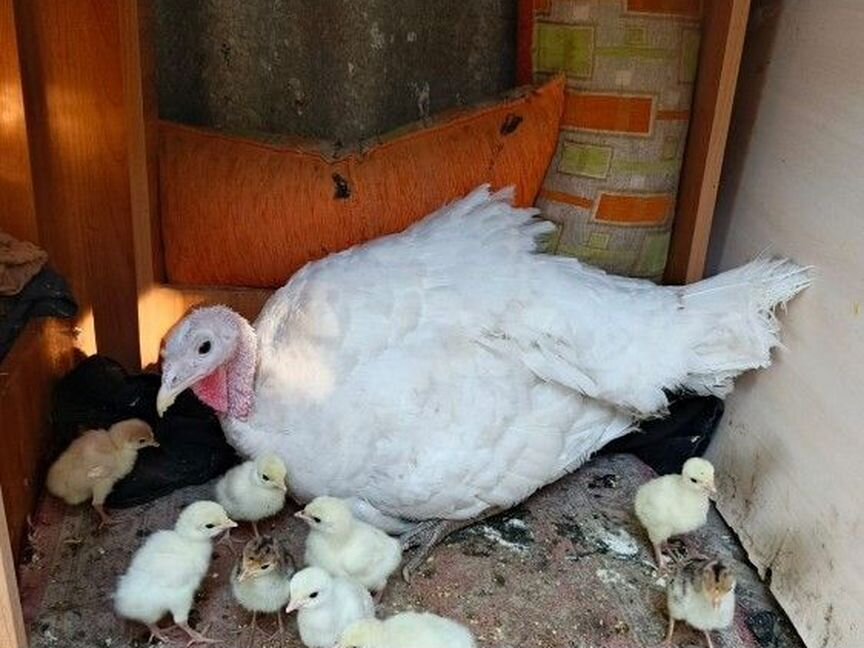 Индушка с индюшатами