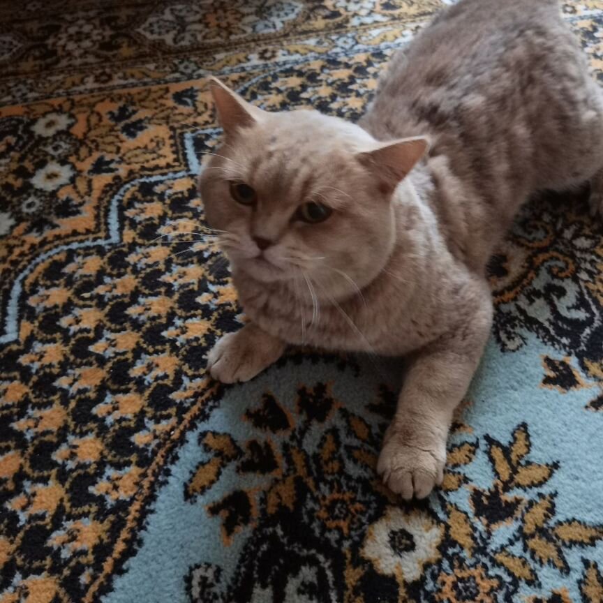 Породистый кот