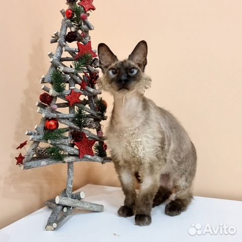 Кошка фенотип донской сфинкс ищет дом купить в Москве | Животные и ...