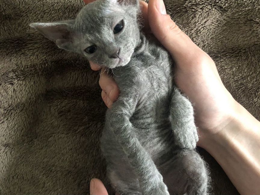 Котята сфинксы и не только