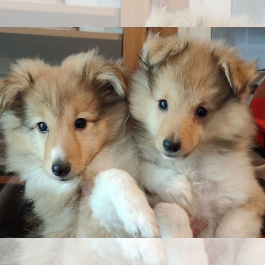 Шелти, щенок