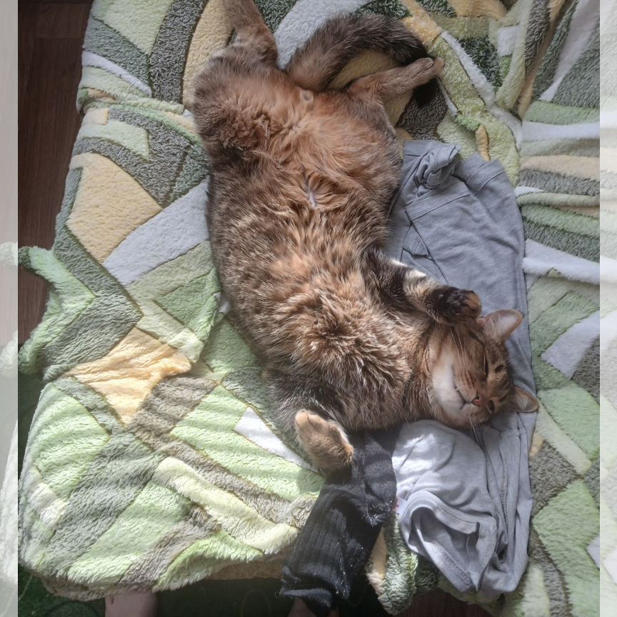 Взрослый кот от частного владельца