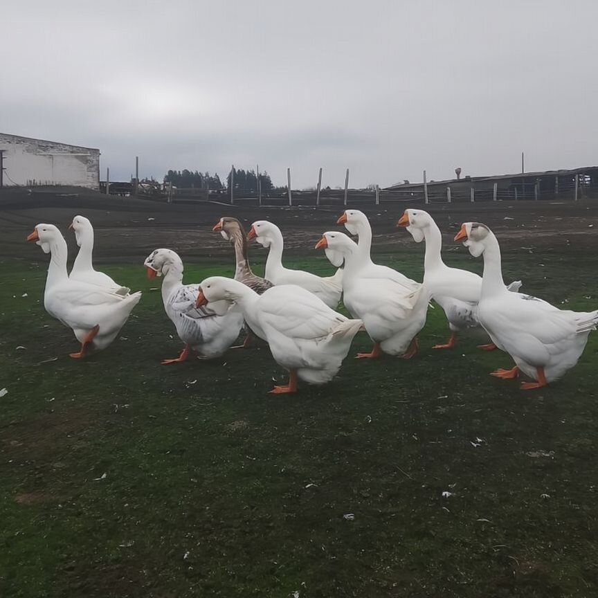 Холмогорские гуси – элита птичьего двора