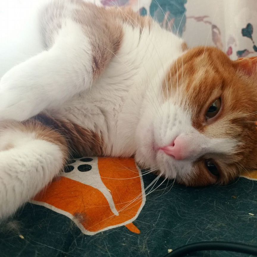 Кошечка ищет домик