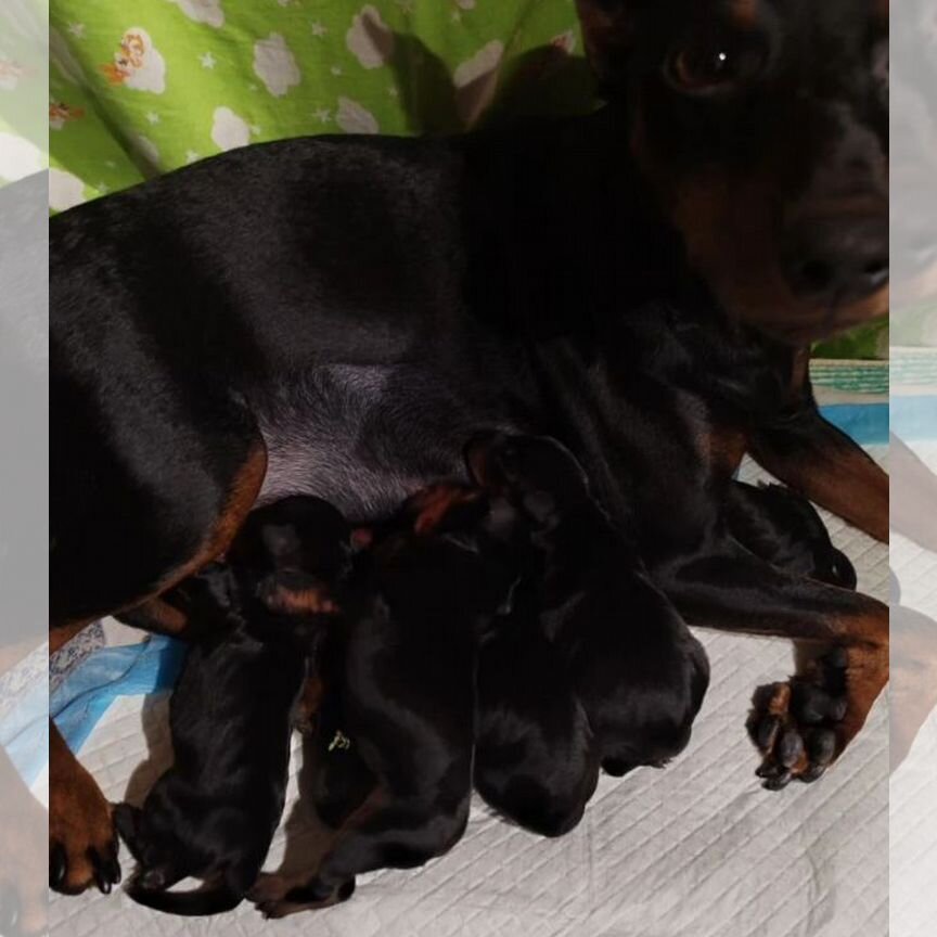 Цвергпинчер, щенок