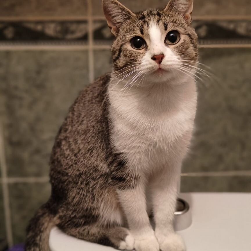 Красавчик котик Мейсон