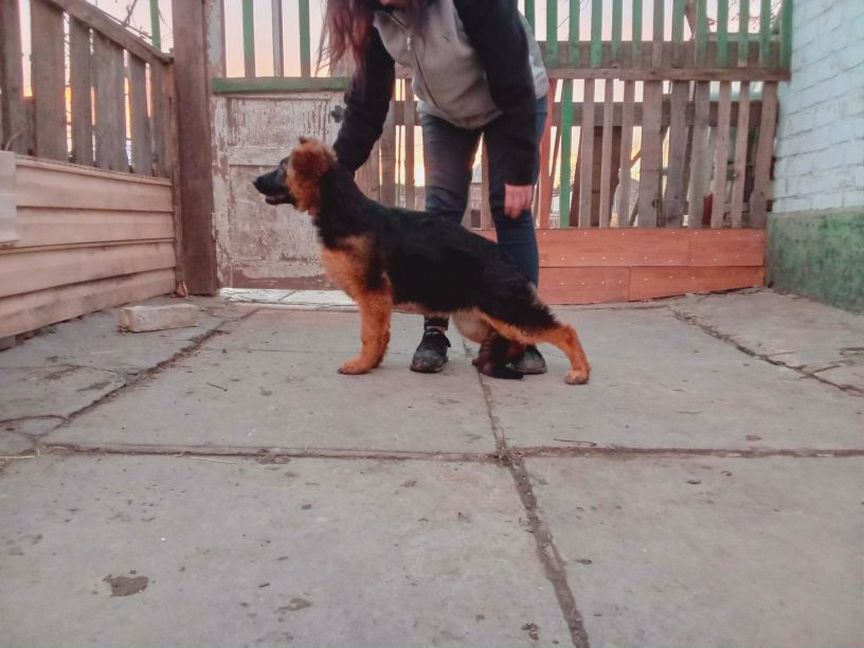 Подрощенные щенки