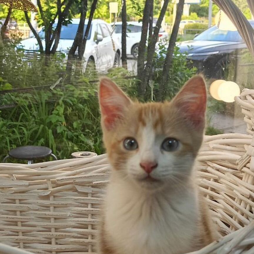 Котенок в добрые руки