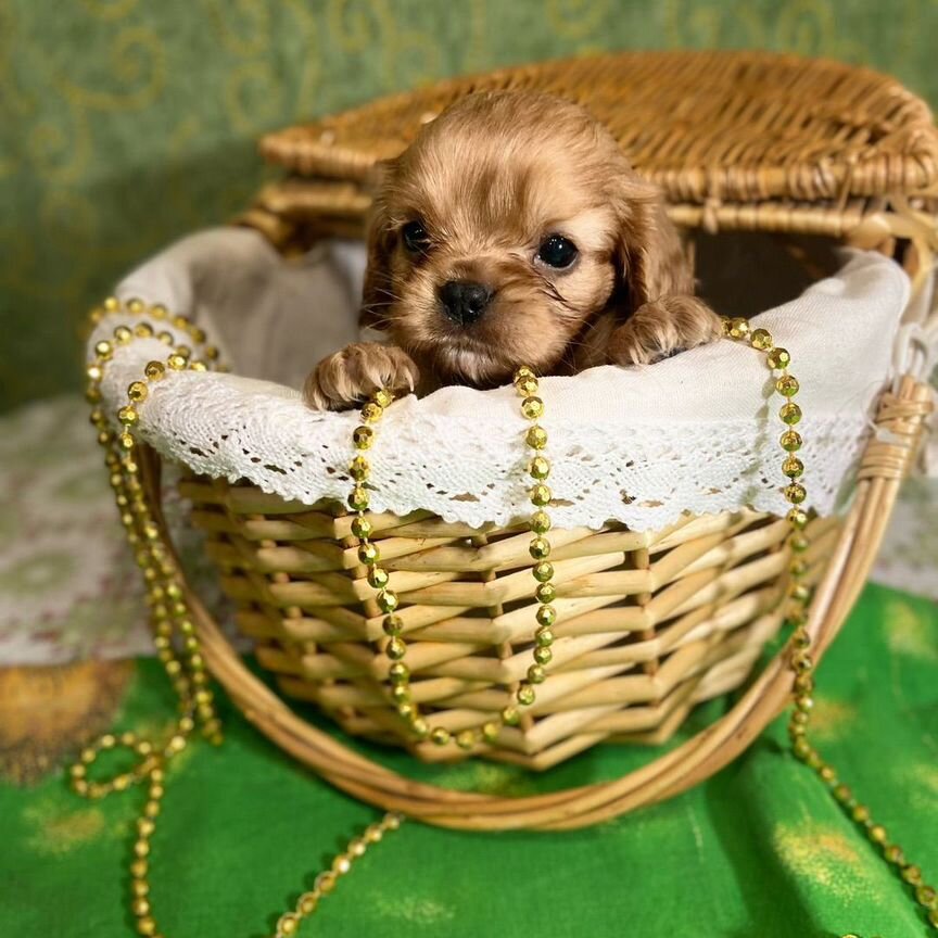 Кавалерчики