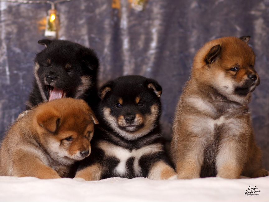 Щенки сиба ину