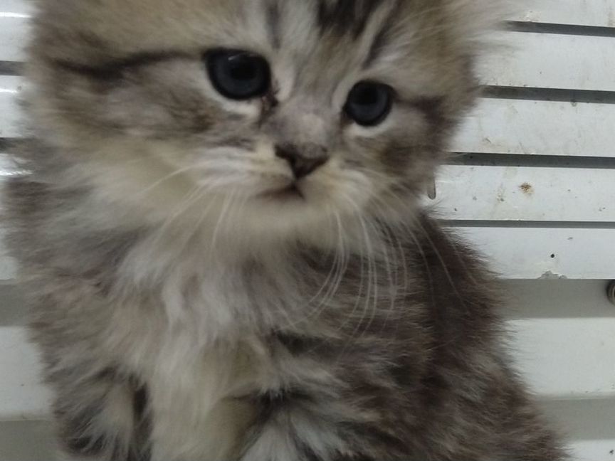 Кошки породистые