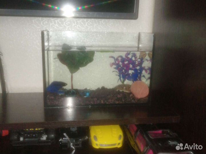 Авариум с рыбкой петушок и камнями