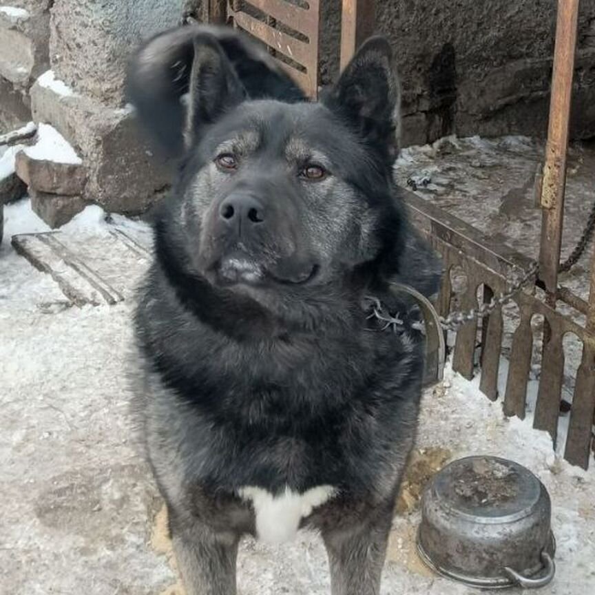 Взрослая собака в добрые руки