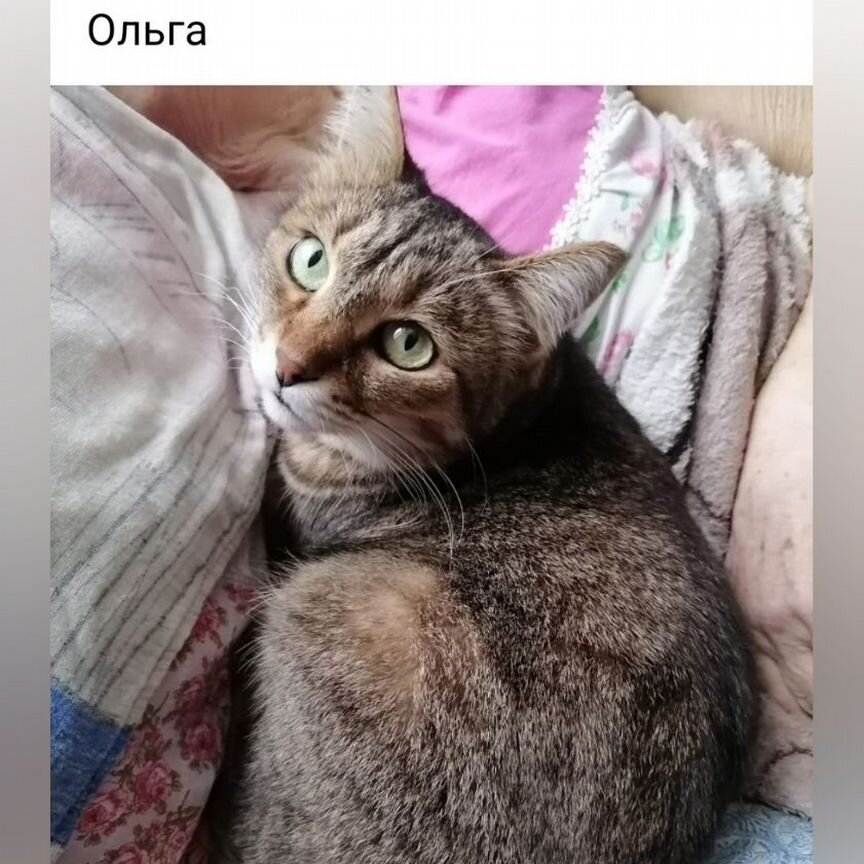 Кот в добрые руки Кастрат. Приучен к лотку