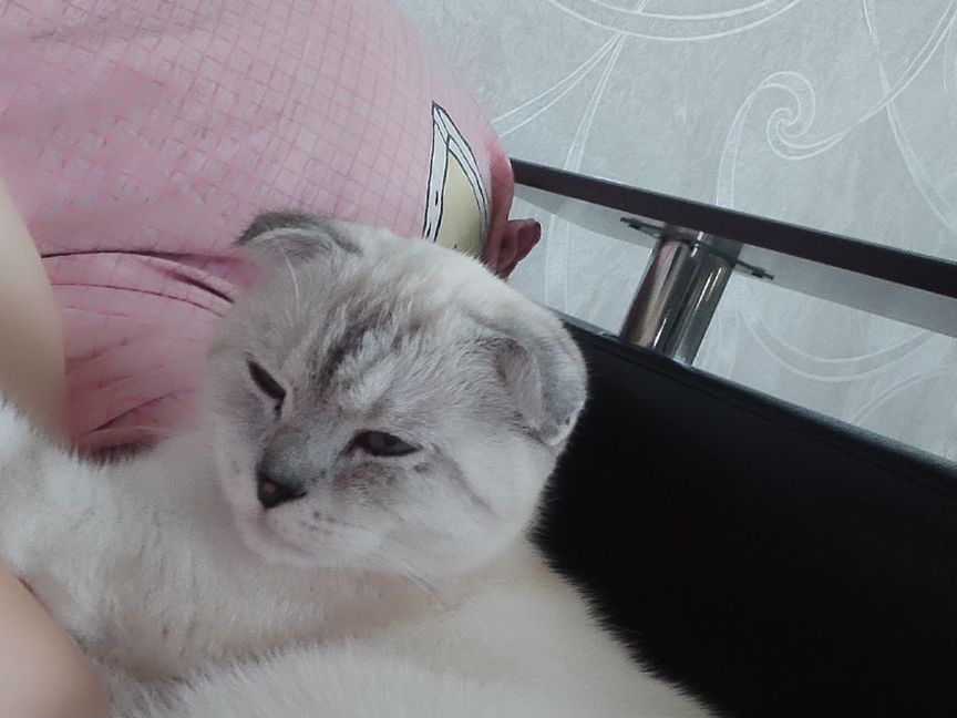 Шотландская вислоухая кошка бесплатно