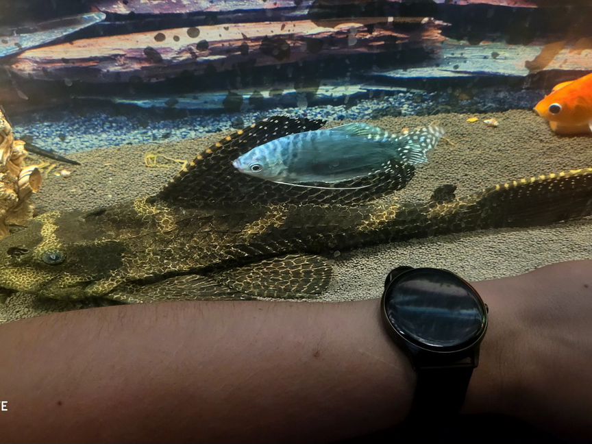 Парчовый сом (Птеригоплихт)