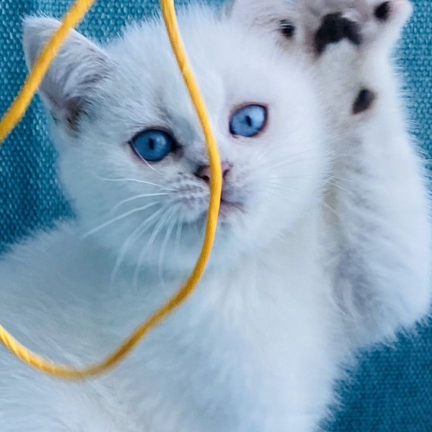 Британский котик. Синеглазая шиншилла