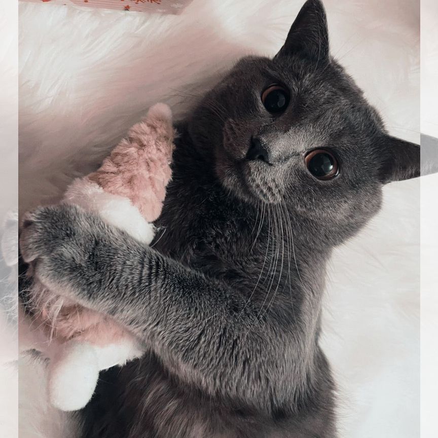 Русский голубой, взрослый кот