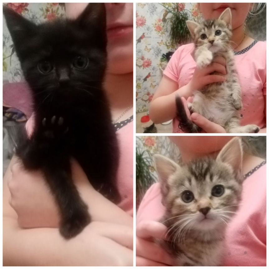 Котята в добрые руки